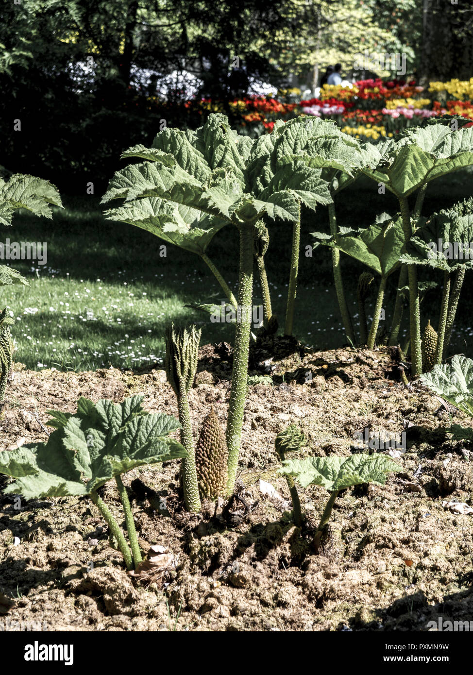 Riesen rhabarber Banque de photographies et d’images à haute résolution ...