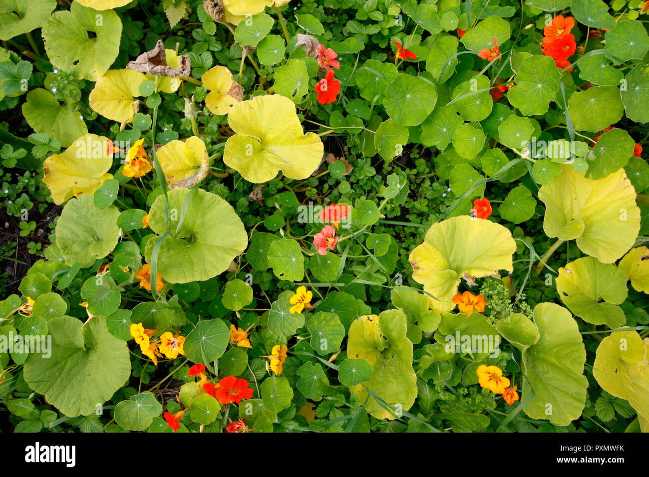 Plantes et fleurs de capucines Banque de photographies et d’images à ...