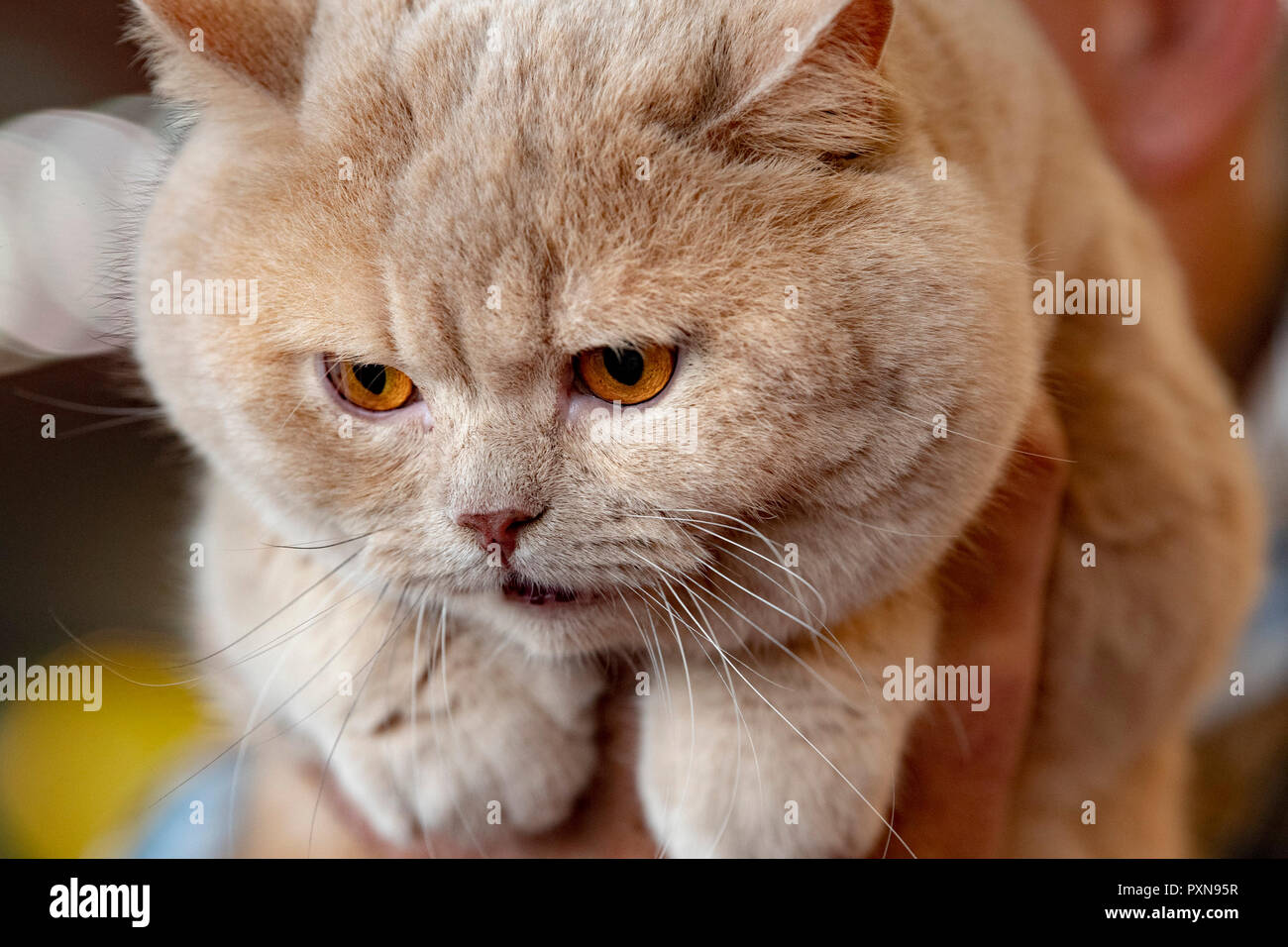 Chat chartreux Banque de photographies et d’images à haute résolution ...