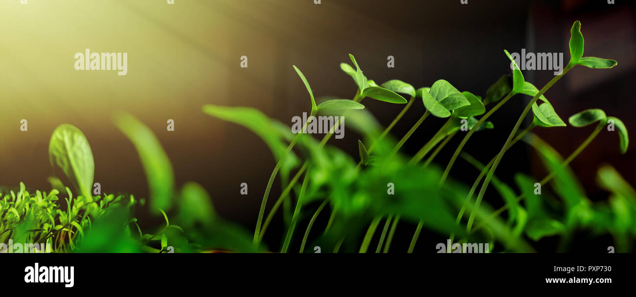 Faire Pousser Des Plantes Vertes Banque d'image et photos - Alamy