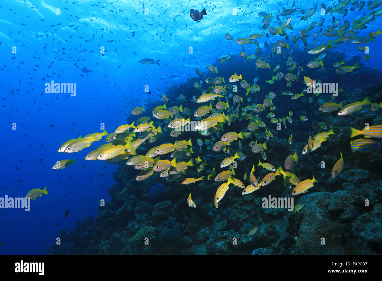 Banc de poissons sous l'eau à la Grande Barrière de Corail de l ...