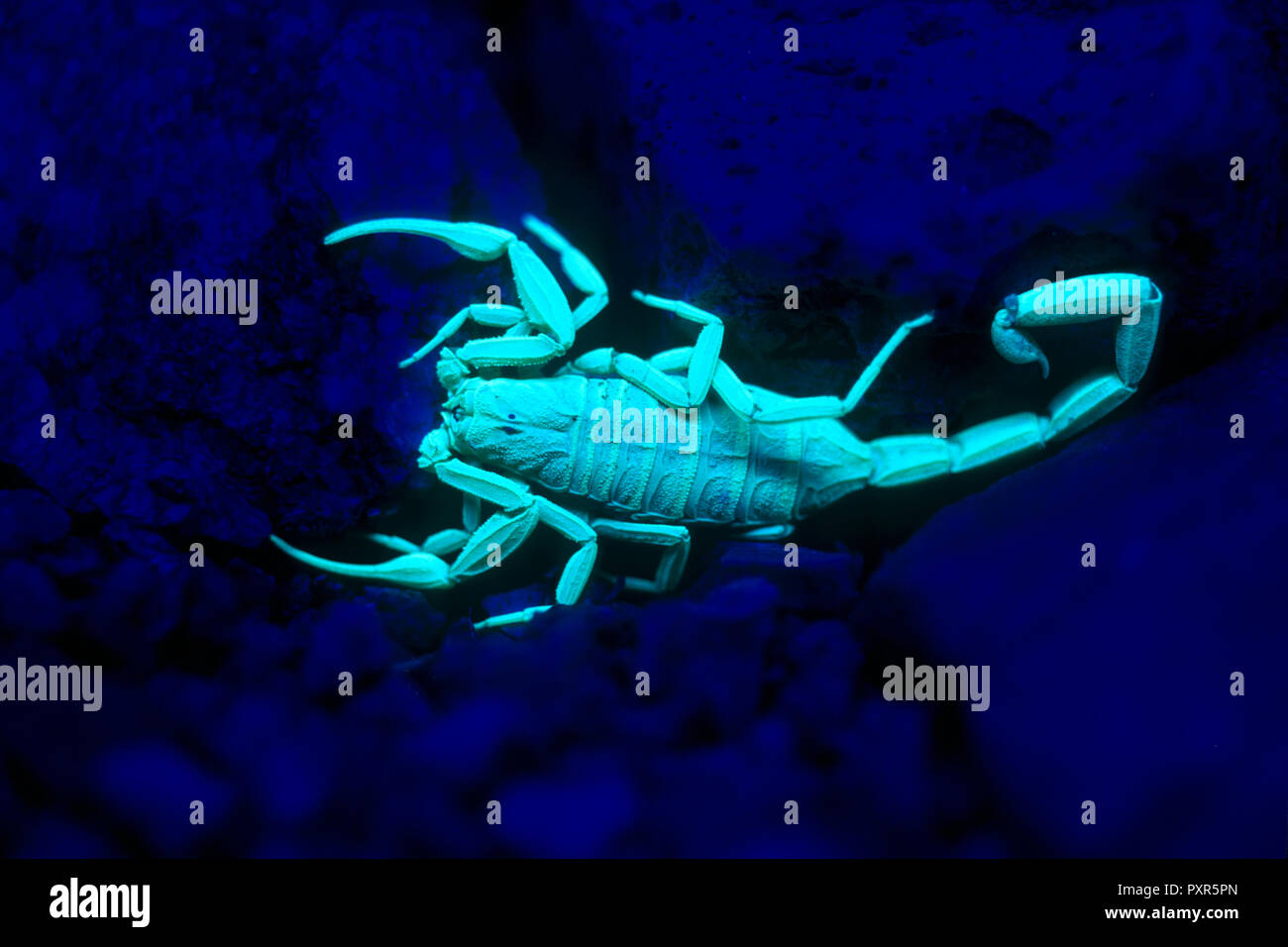 Scorpion fluorescence ultraviolet Banque de photographies et d’images à ...