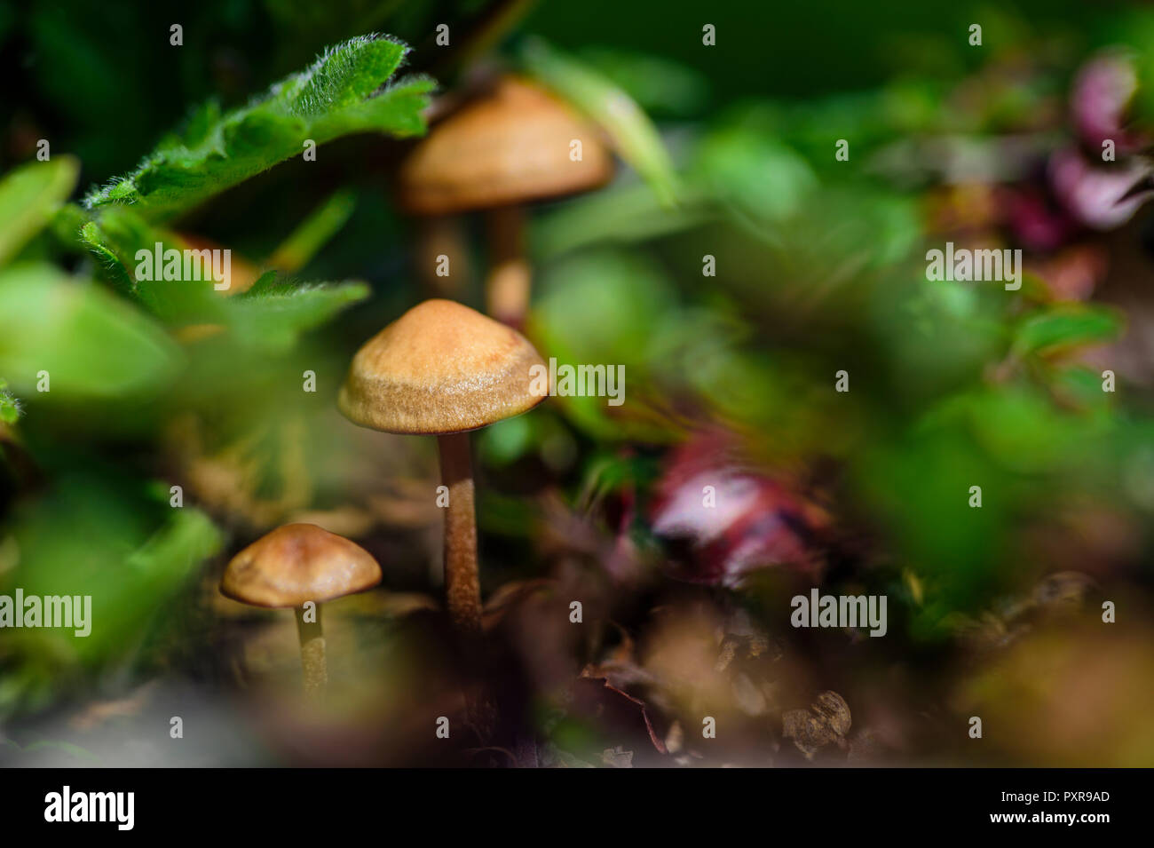 Magic mushrooms Banque de photographies et d’images à haute résolution ...
