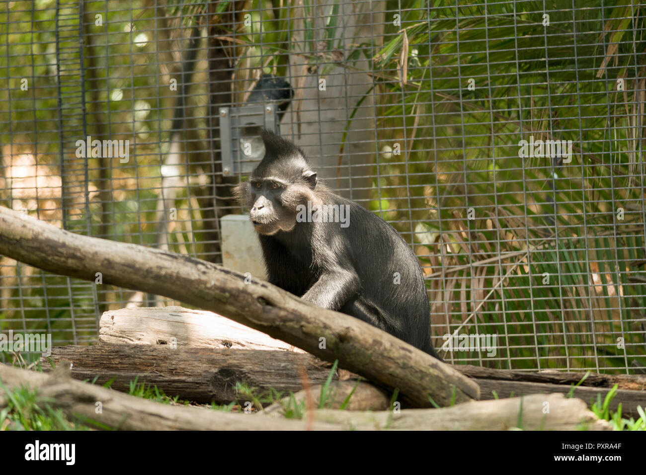 Singe à nez camus noir Banque de photographies et d’images à haute ...