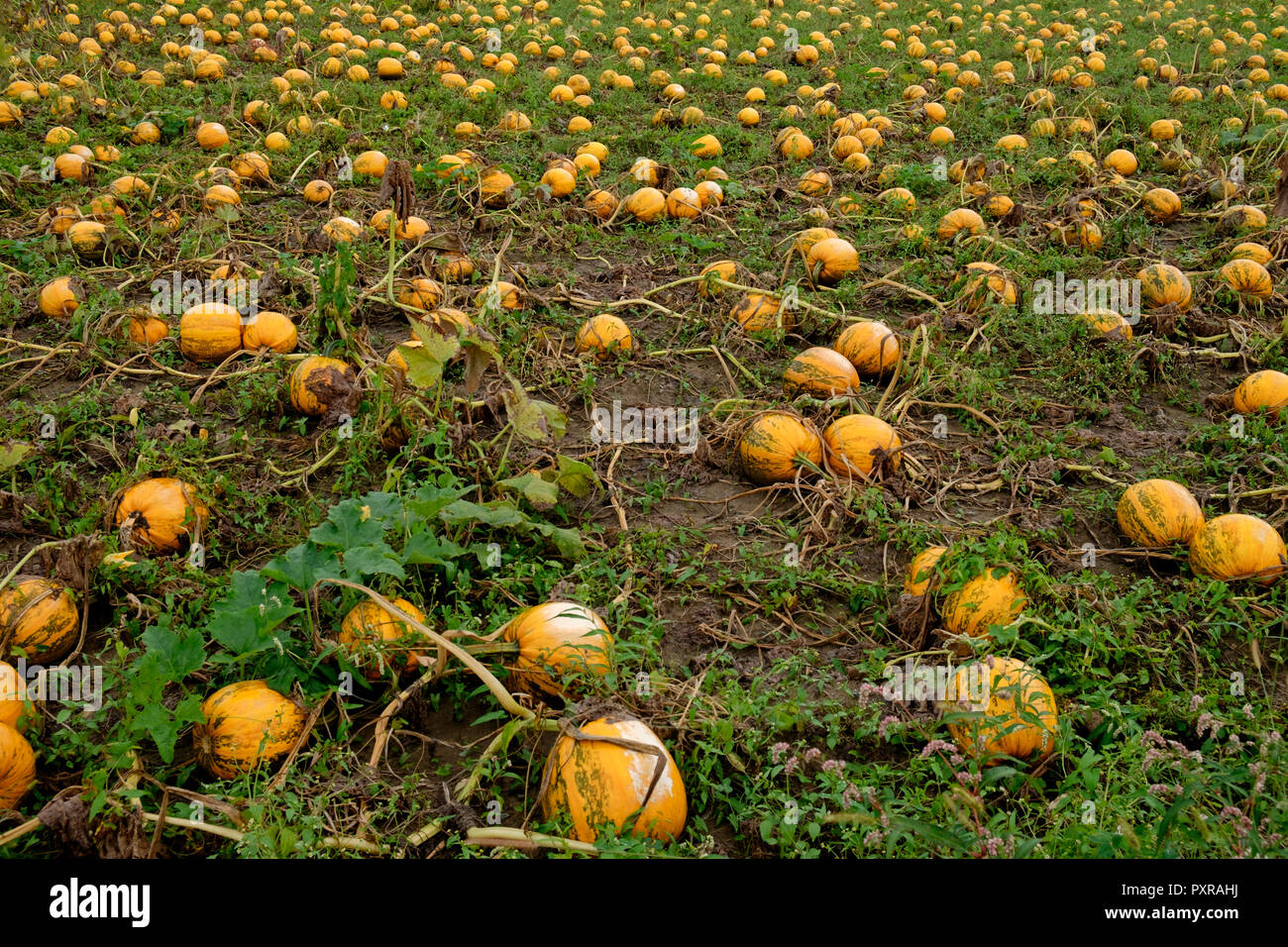 Pumpkin field Banque de photographies et d’images à haute résolution ...