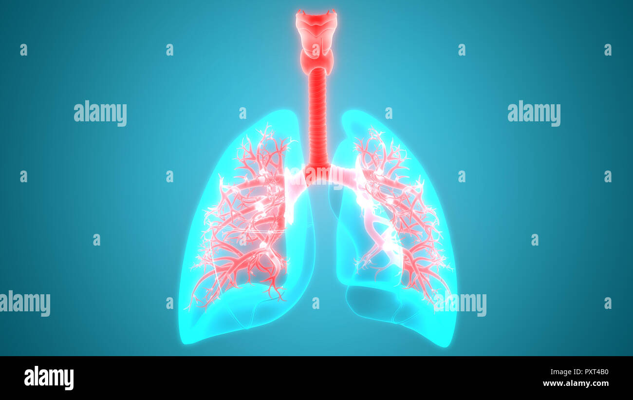 Organe interne des poumons humains Banque de photographies et d’images ...