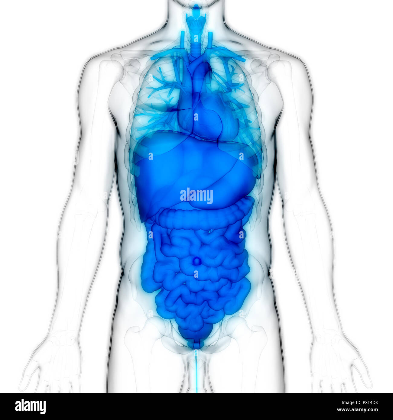 L'anatomie des organes du corps humain Photo Stock - Alamy