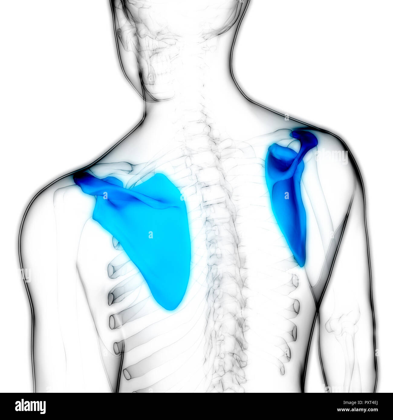 Anatomie de l'omoplate Banque de photographies et d’images à haute ...
