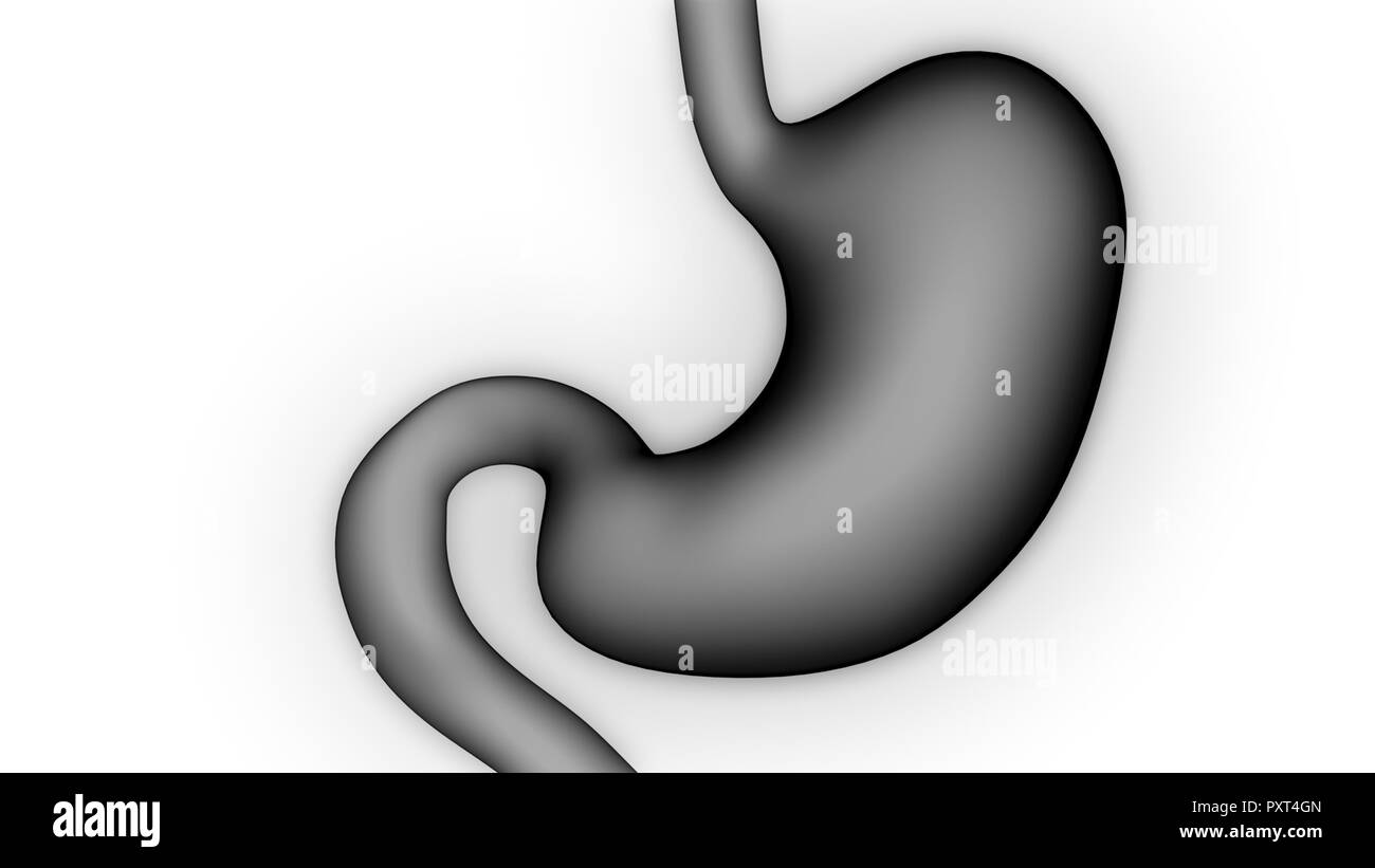 Système digestif humain Anatomie de l'estomac Photo Stock - Alamy