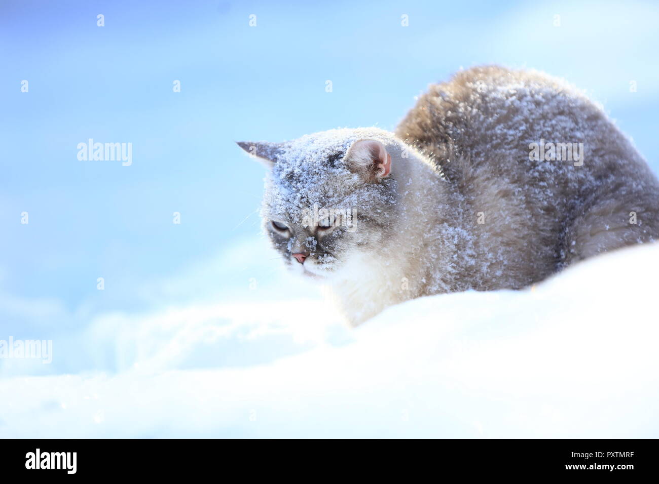 Chat Froid Banque d'image et photos - Alamy