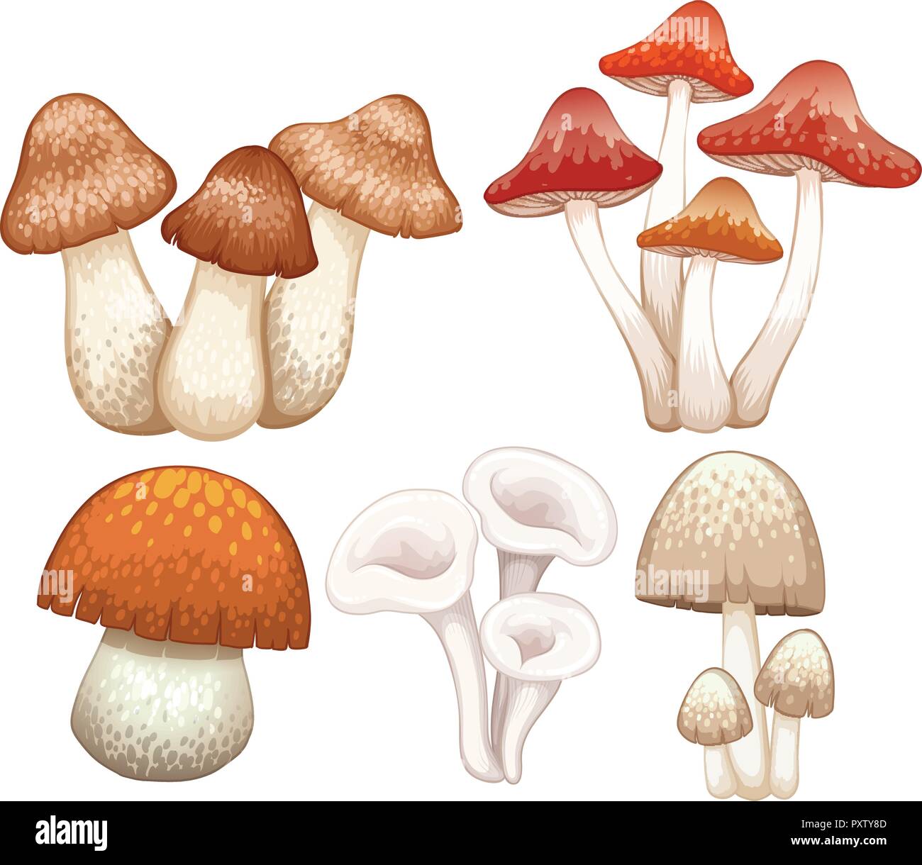 Différents types de champignons sur fond blanc illustration Image ...