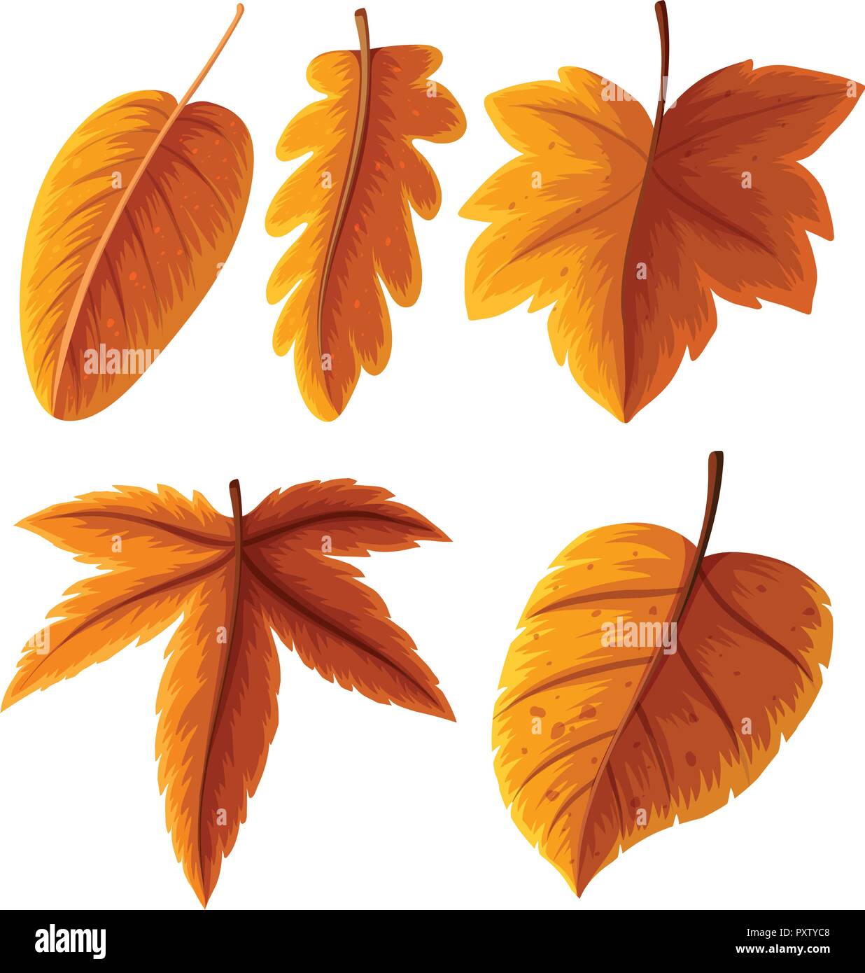 Différents types de feuilles de couleur orange illustration Image ...