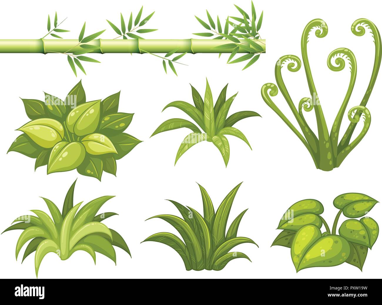 Différents types de feuilles sur fond blanc illustration Image ...