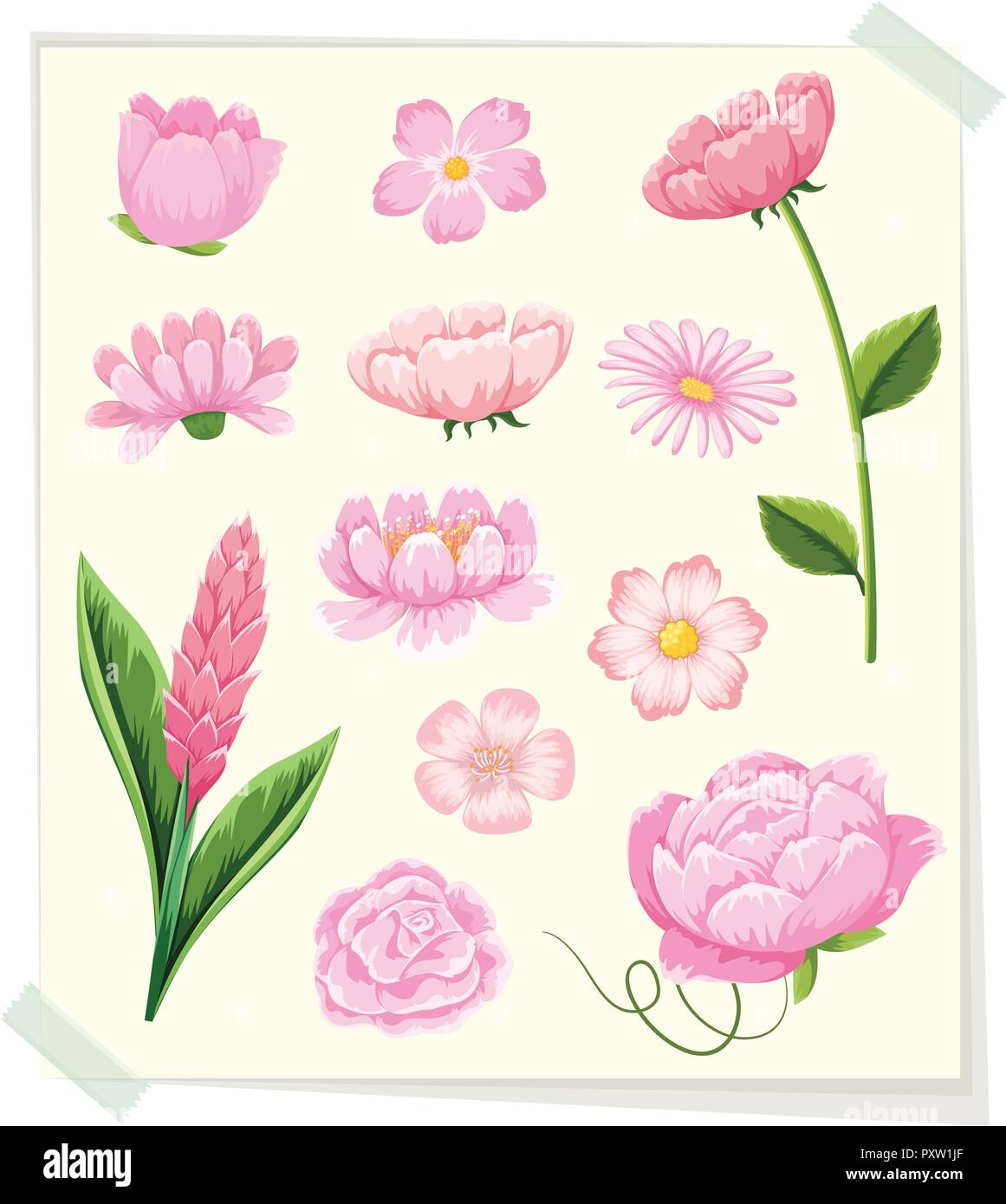 Différents types de fleurs roses illustration Image Vectorielle Stock ...