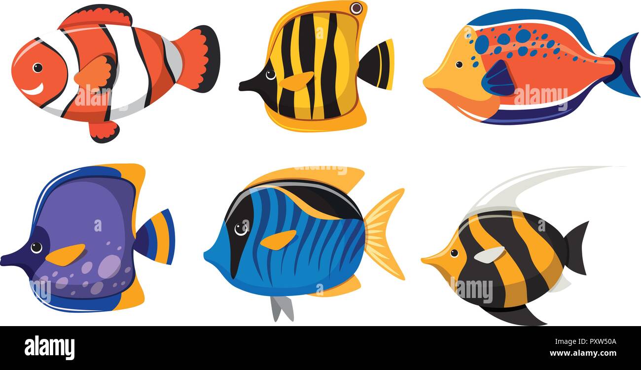 Poissons sur fond blanc Banque d'images vectorielles - Alamy