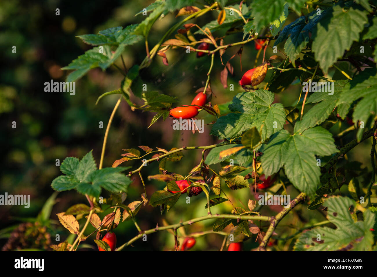 Fruit fruits arbuste Banque de photographies et d’images à haute ...