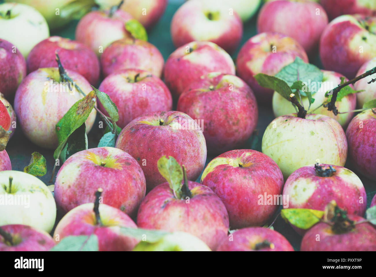 Pommes biologiques rouges Banque de photographies et d’images à haute ...