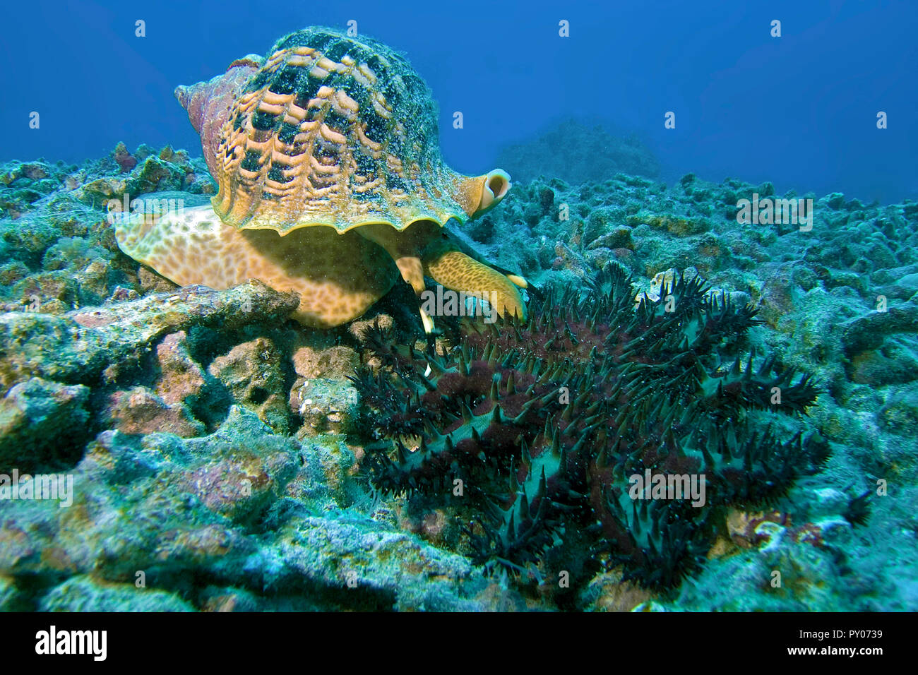 Trompette triton Banque de photographies et d’images à haute résolution ...