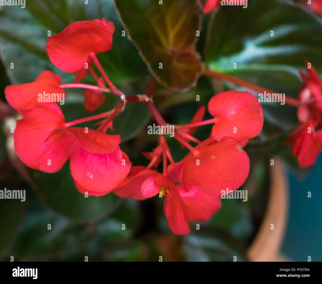 Begonia cucullata cucullata Banque de photographies et d’images à haute ...