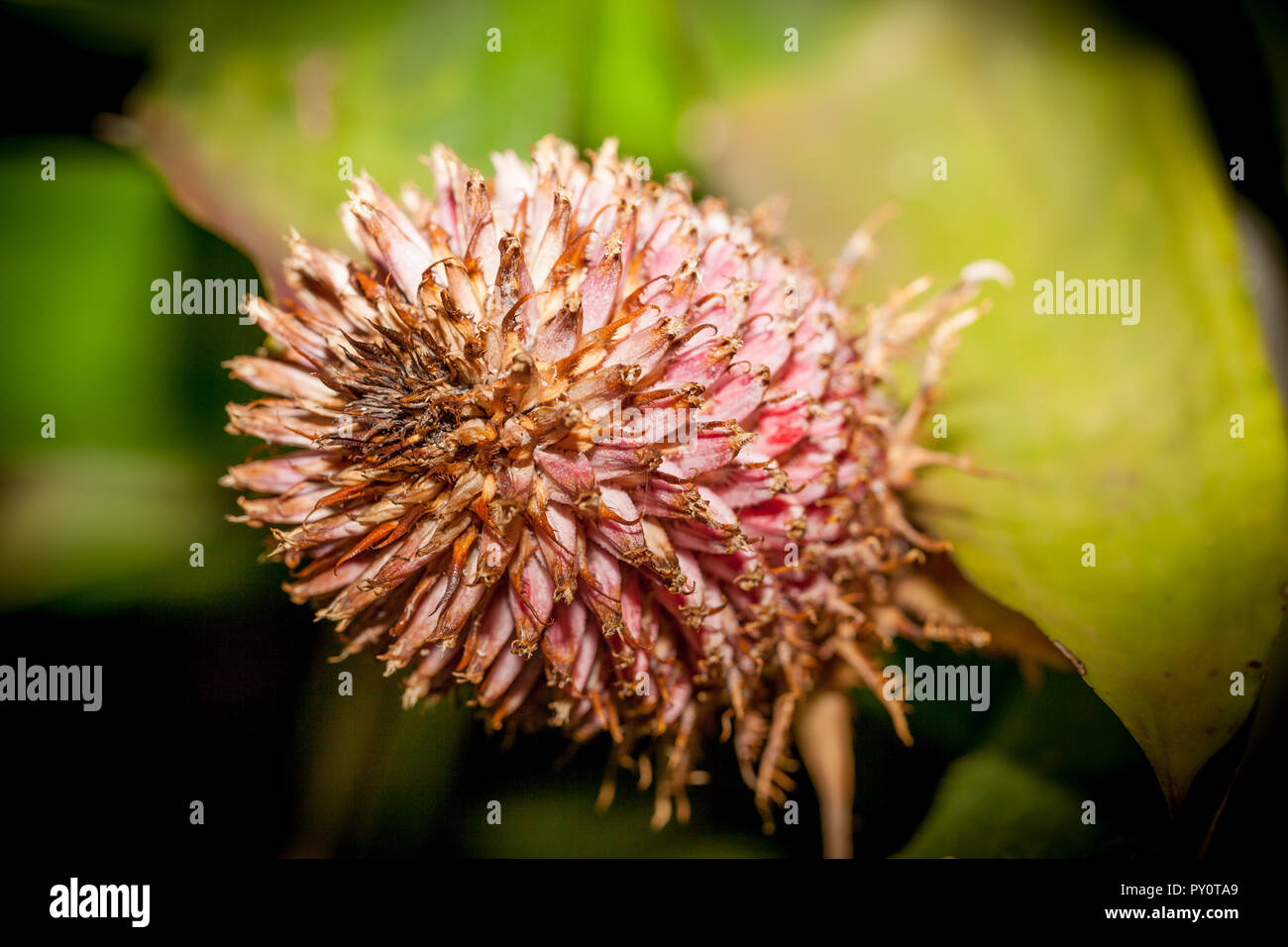 Aechmea species Banque de photographies et d’images à haute résolution ...