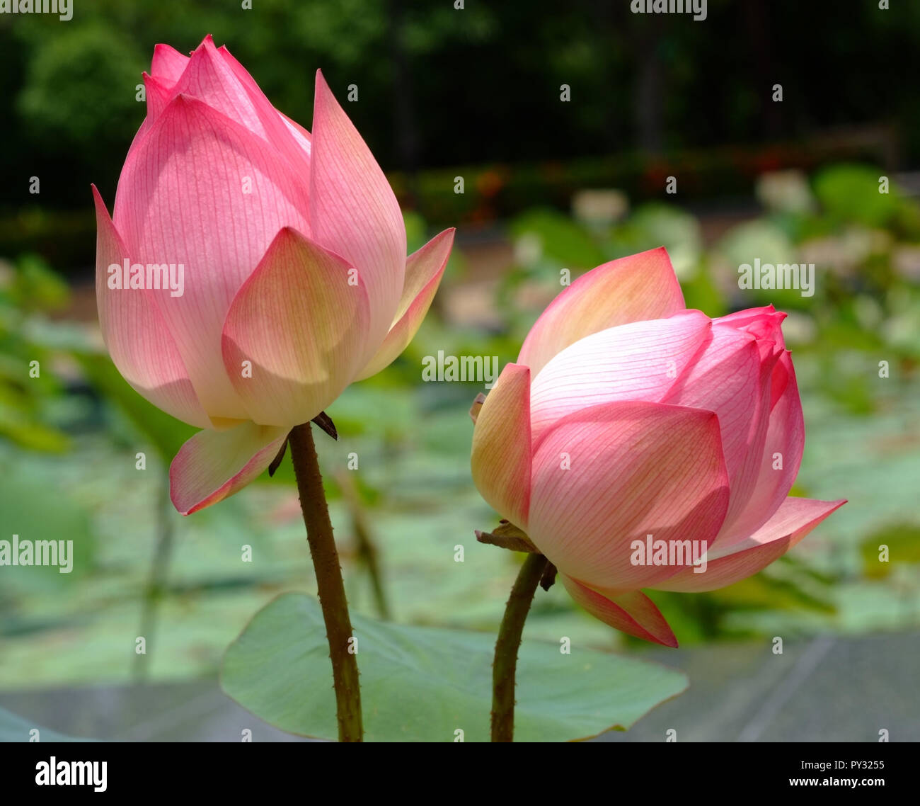 Fleur rare Banque de photographies et d’images à haute résolution - Alamy