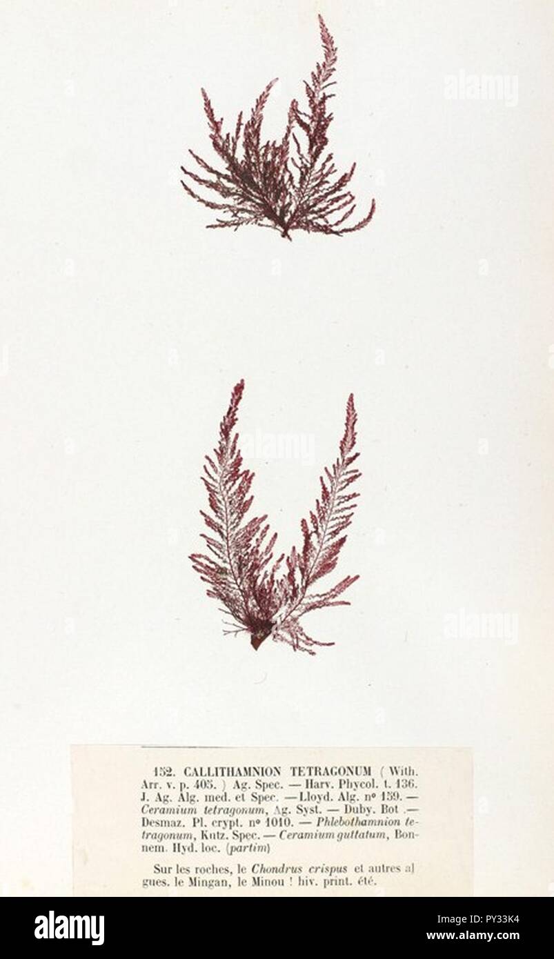 Crouan the history collection Banque de photographies et d’images à ...