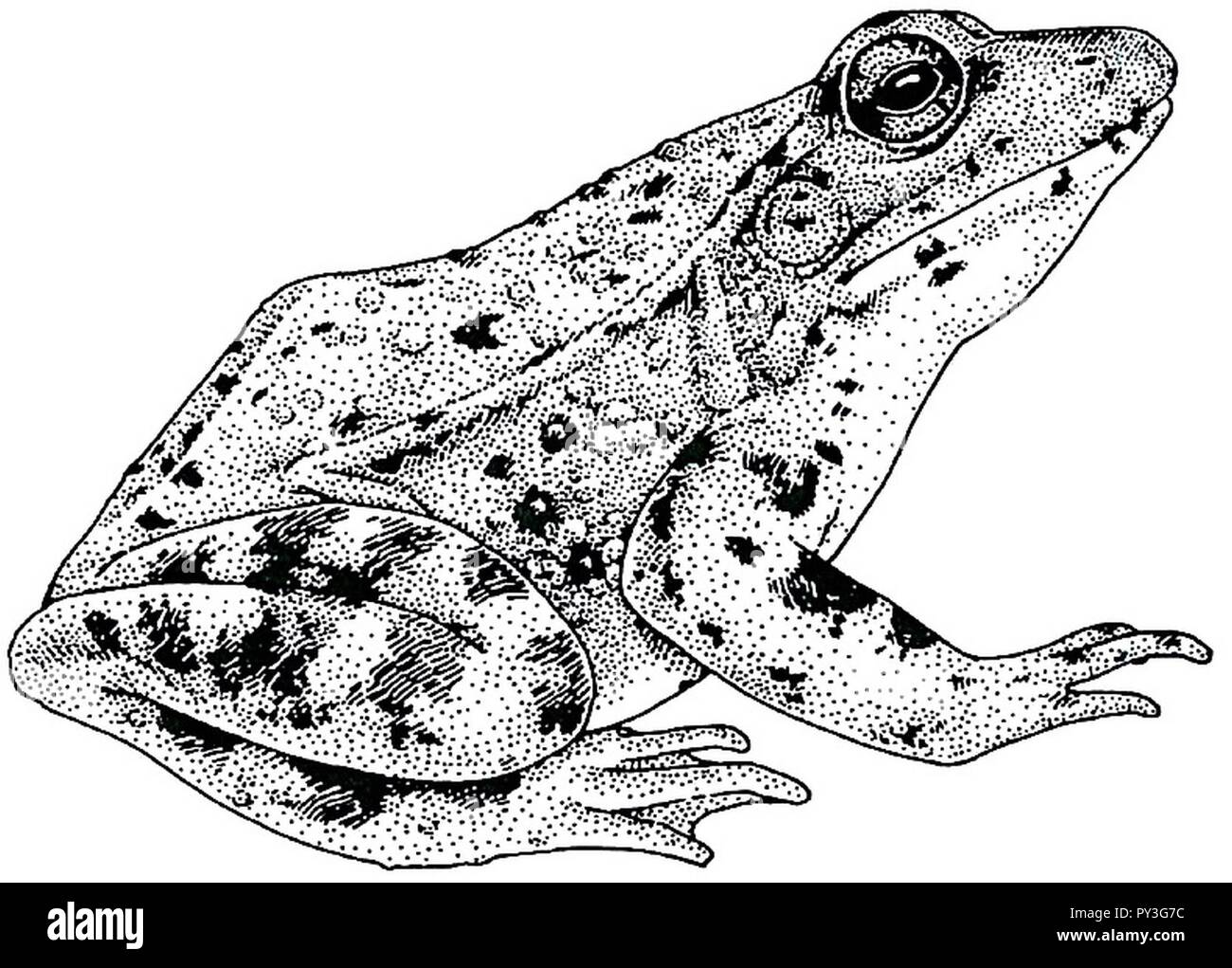 Grenouille à pattes rouges californie Banque de photographies et d ...