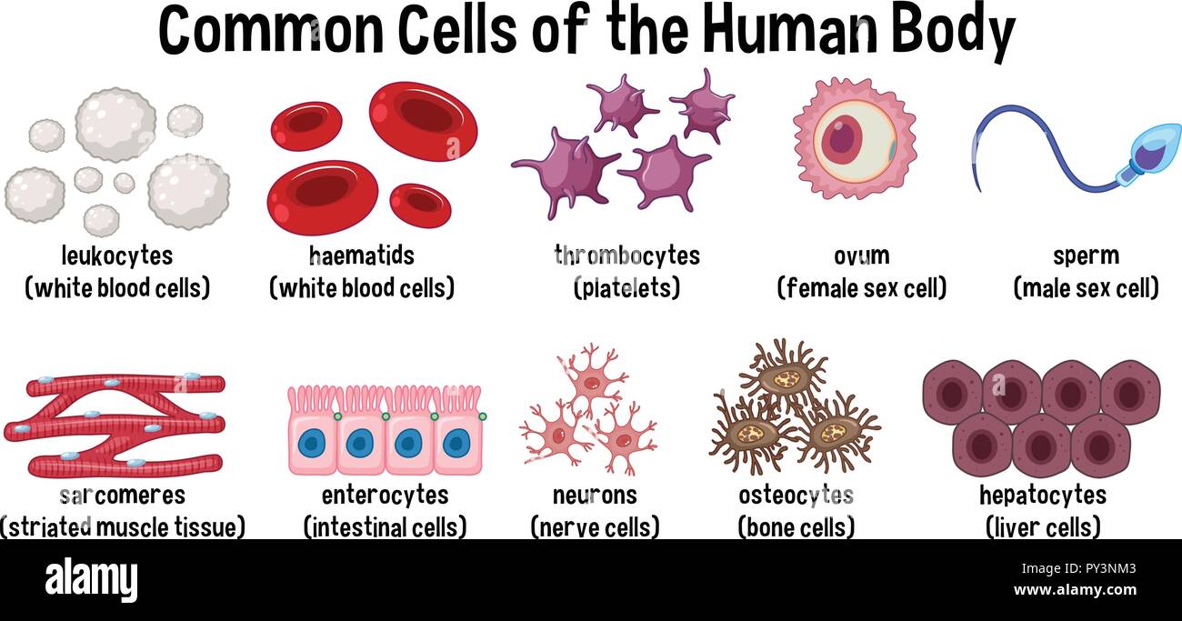 Les cellules du corps humain illustration Image Vectorielle Stock - Alamy