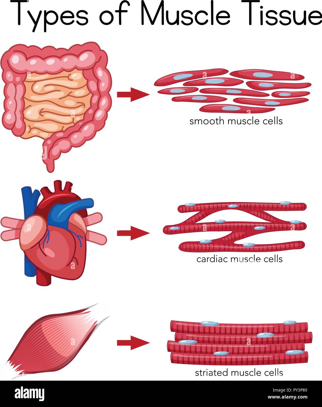 Tissu musculaire Banque de photographies et d’images à haute résolution ...