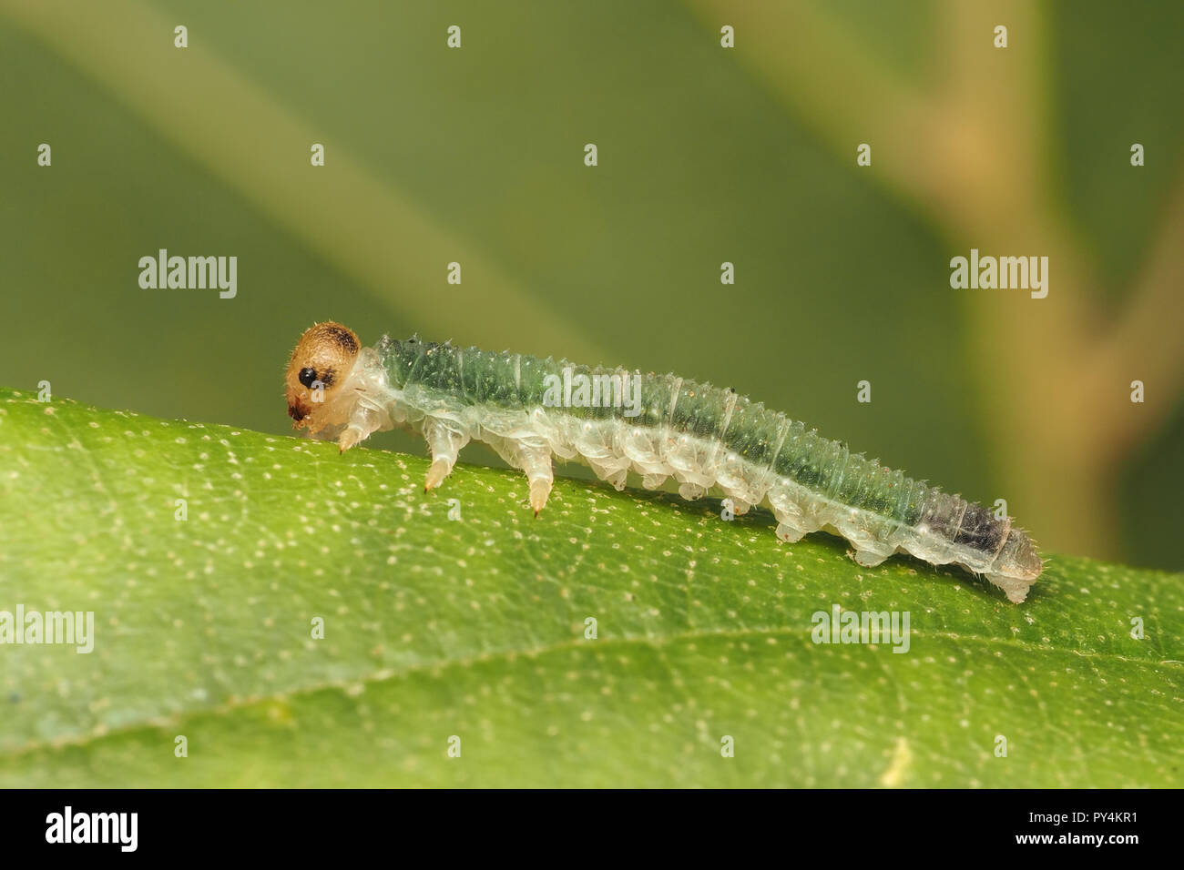 Larve de mouche de la scie Banque de photographies et d’images à haute ...