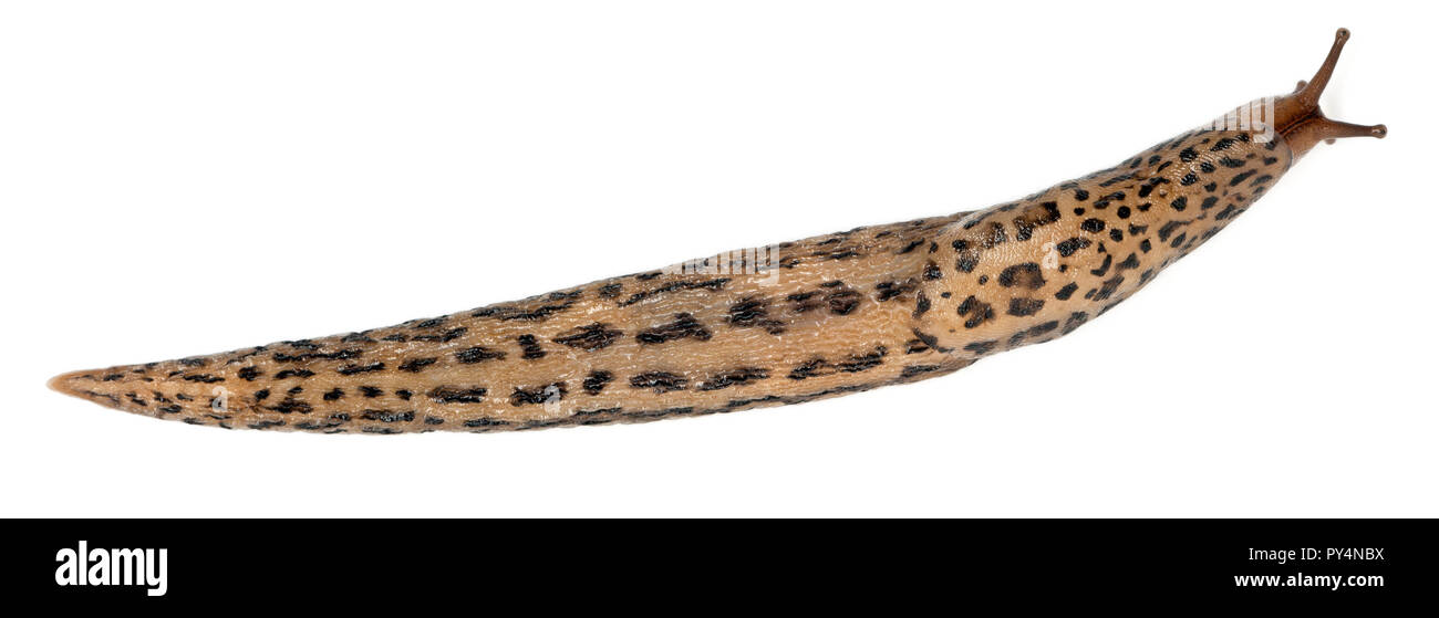 Limax maximus limax maximus Banque d'images détourées - Alamy