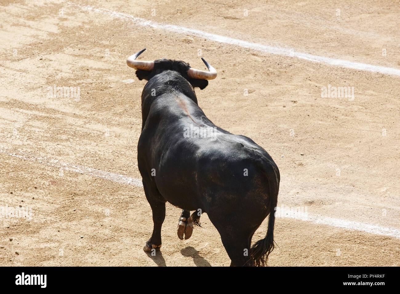 Taureaux de combat dans l'arène. Arènes. Toro Bravo. L'Espagne. L ...