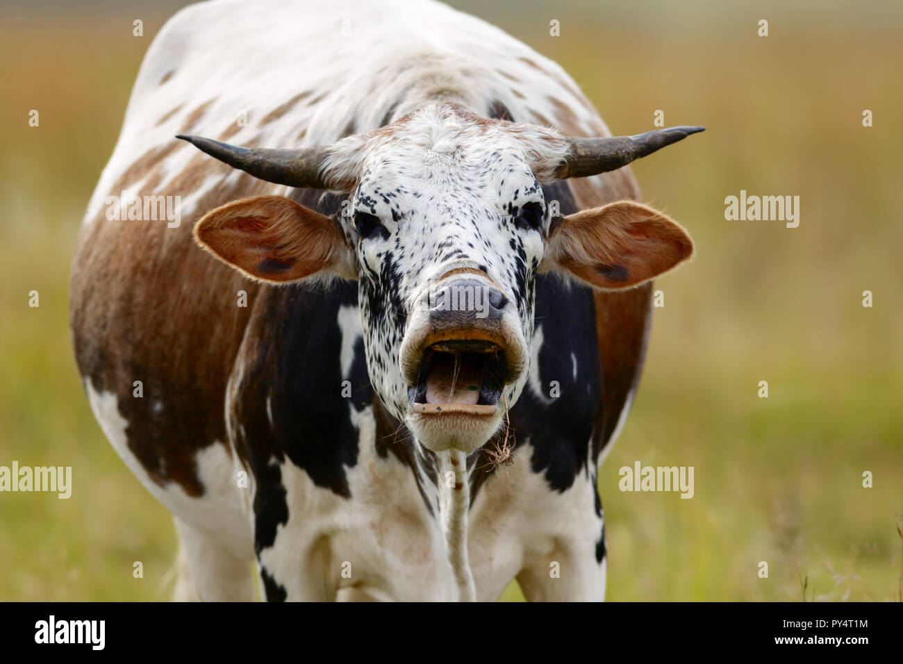 Vache accouplement avec taureau Banque de photographies et d’images à haute résolution - Page 2 ...
