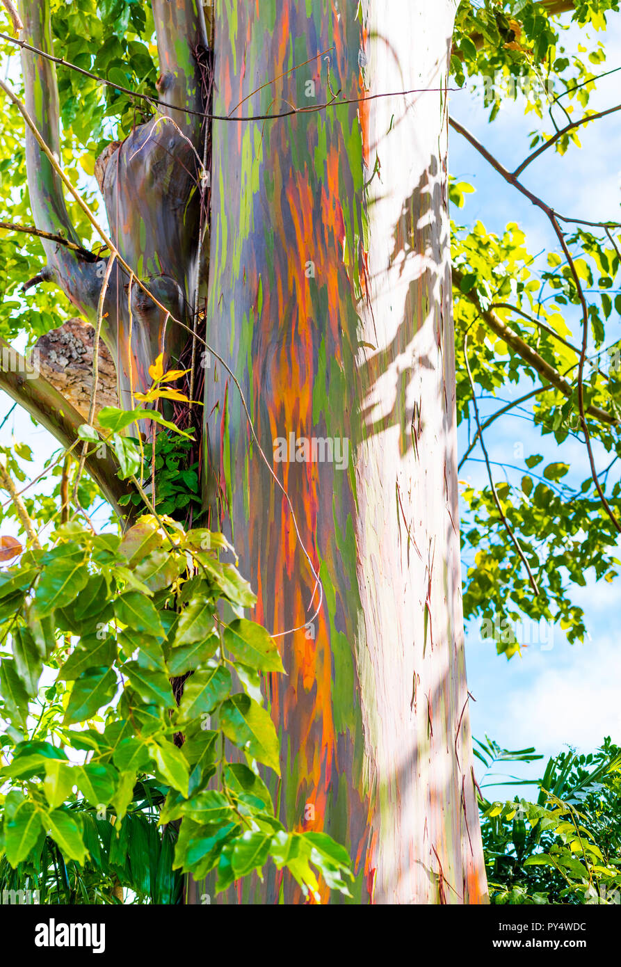 Rainbow eucalyptus tree Banque de photographies et d’images à haute ...