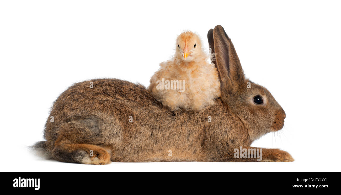 Lapin et poussin Banque de photographies et d’images à haute résolution ...