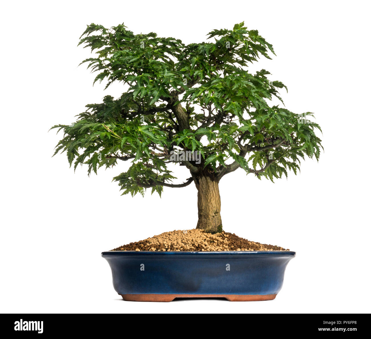 Acer palmatum bonsai Banque d'images détourées - Alamy