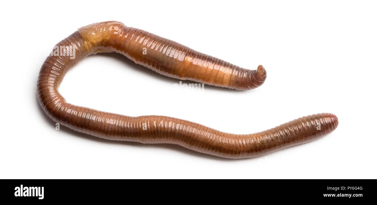 Common earthworm Banque de photographies et d’images à haute résolution ...
