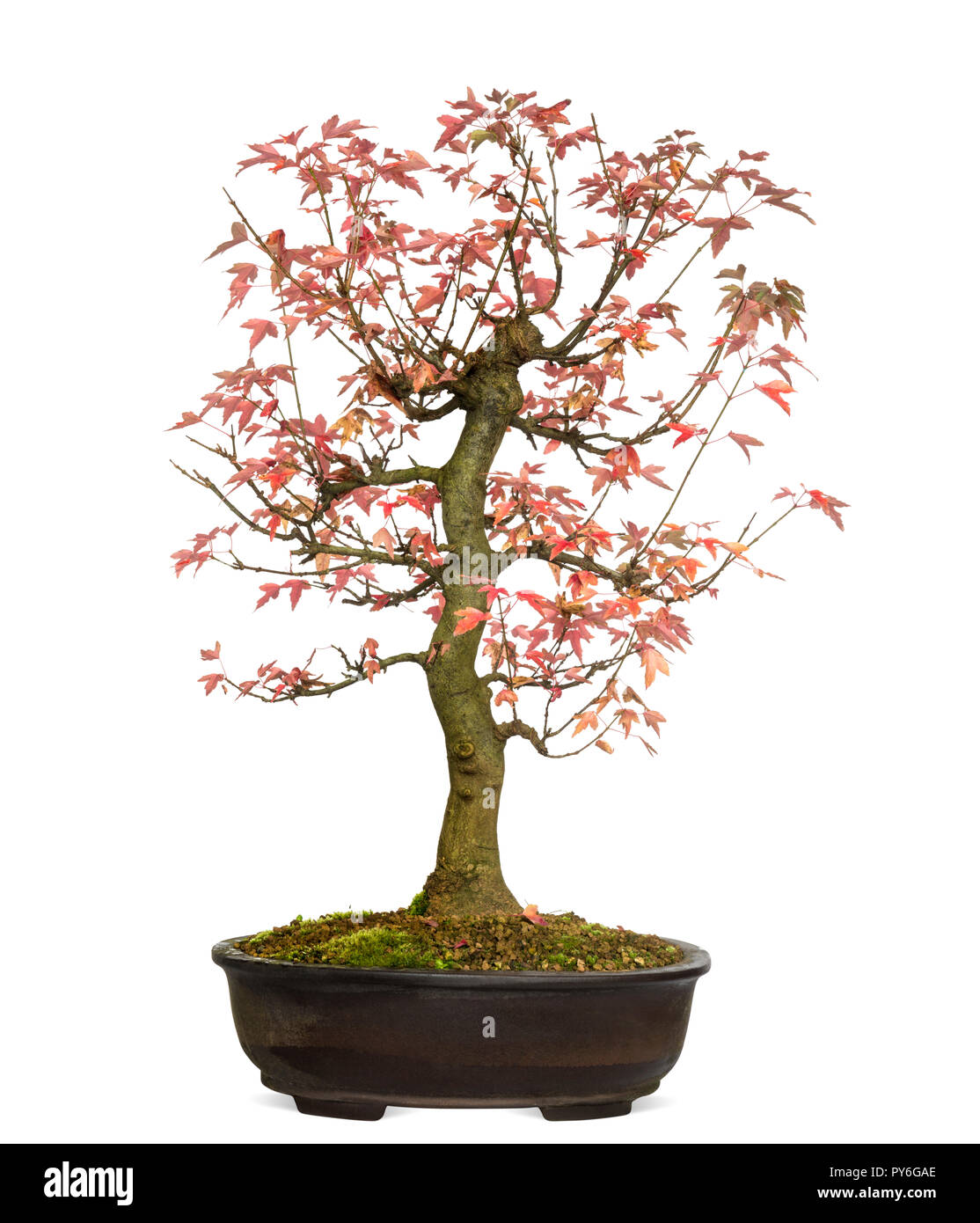 Acer buergerianum Banque d'images détourées - Alamy