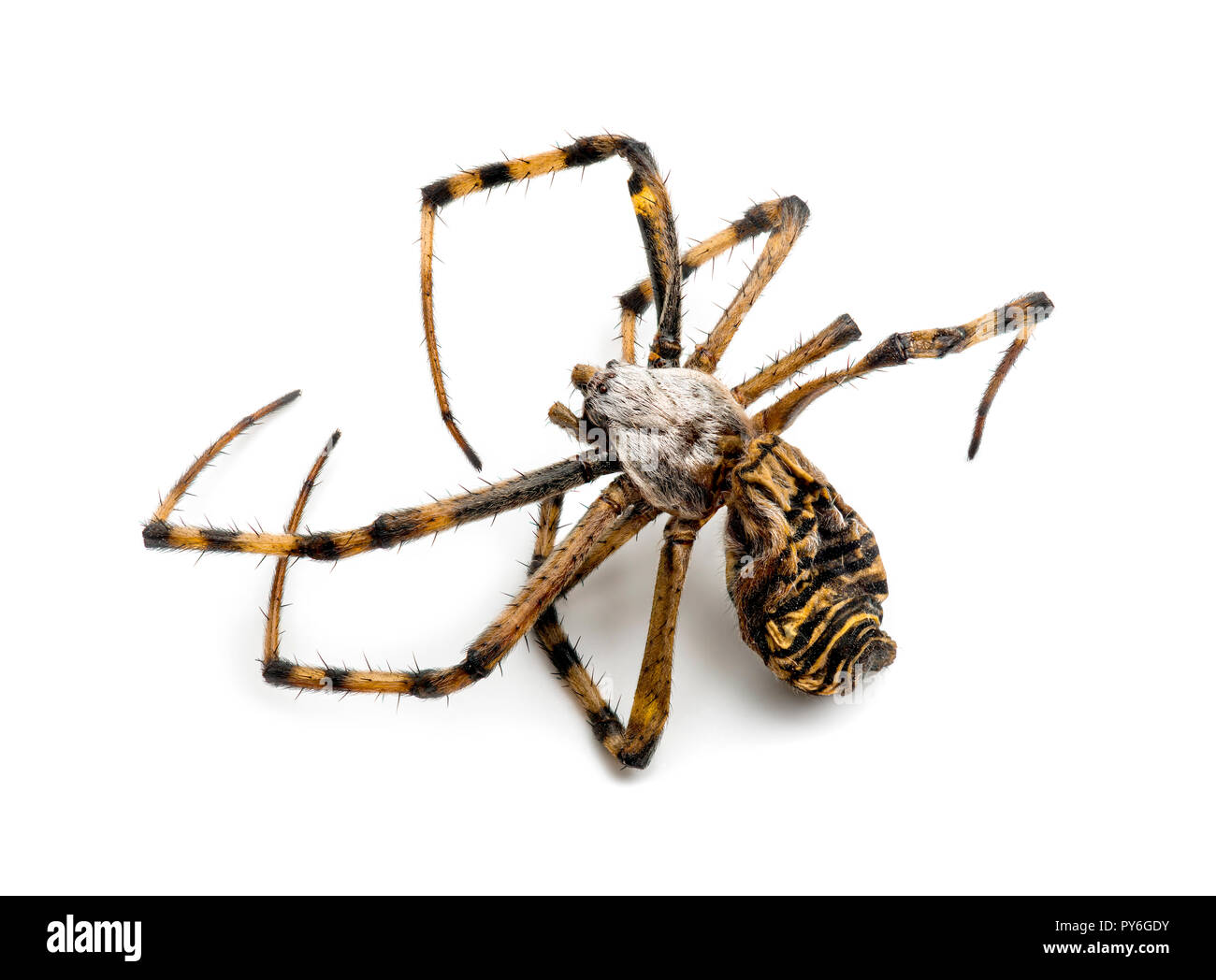 Araignée morte Banque d'images détourées - Alamy