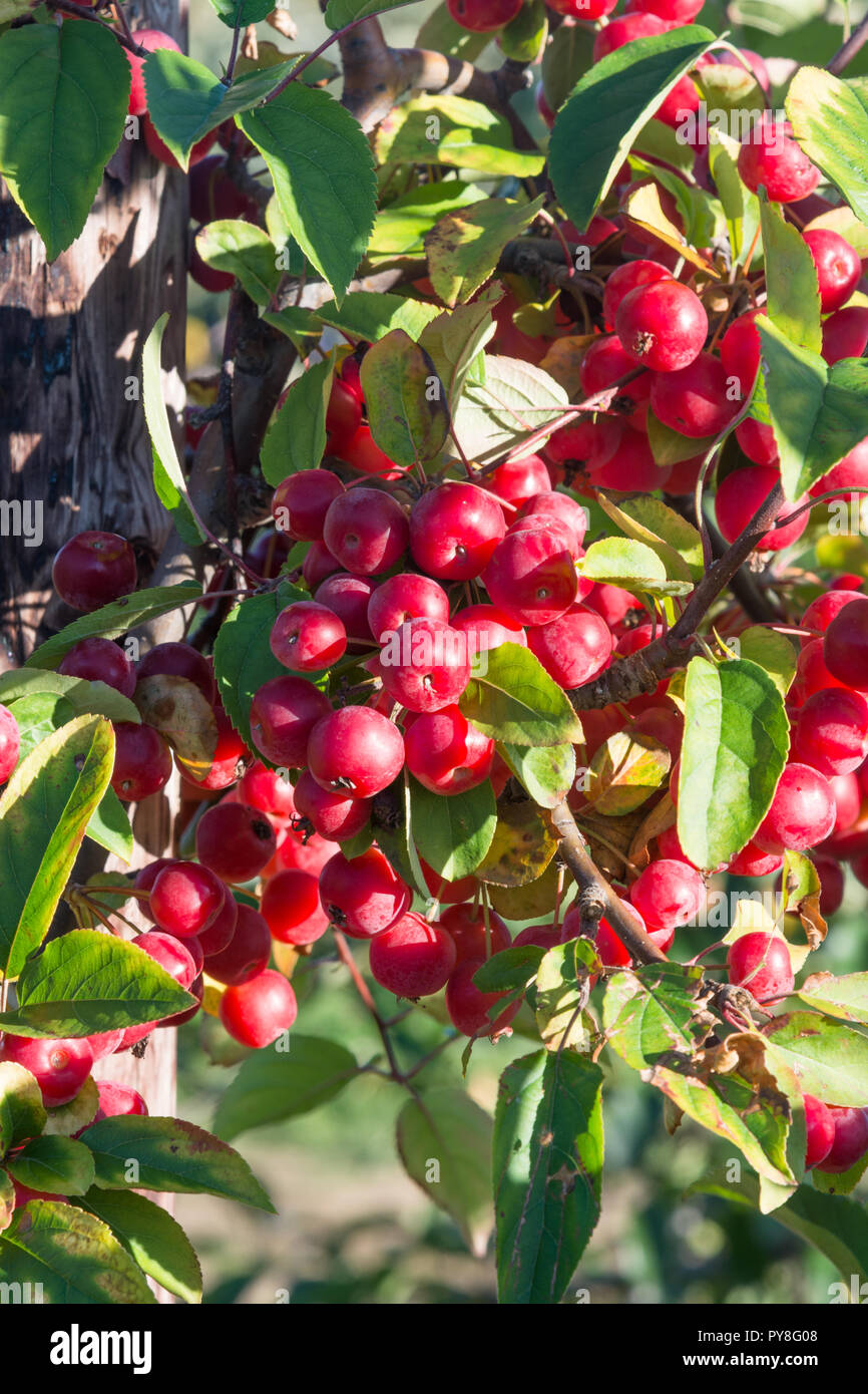 Rouge robusta Banque de photographies et d’images à haute résolution ...