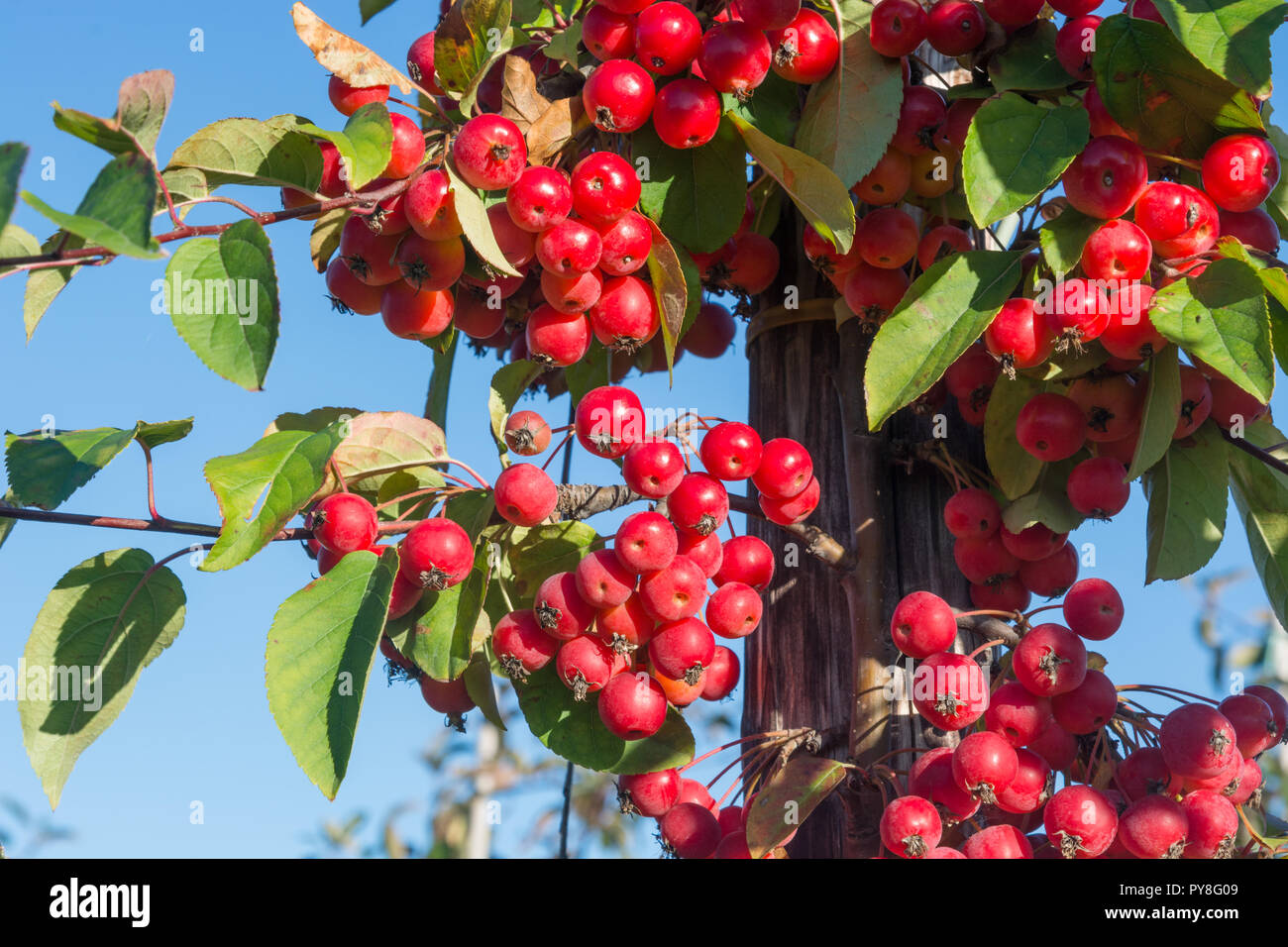 Rouge robusta Banque de photographies et d’images à haute résolution ...