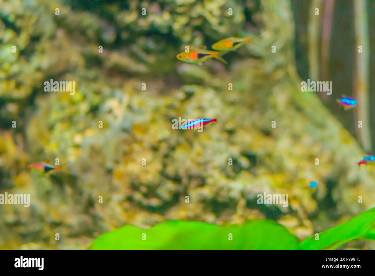 Cute Poisson cardinal tetra (Paracheirodon axelrodi), un poisson d'eau ...