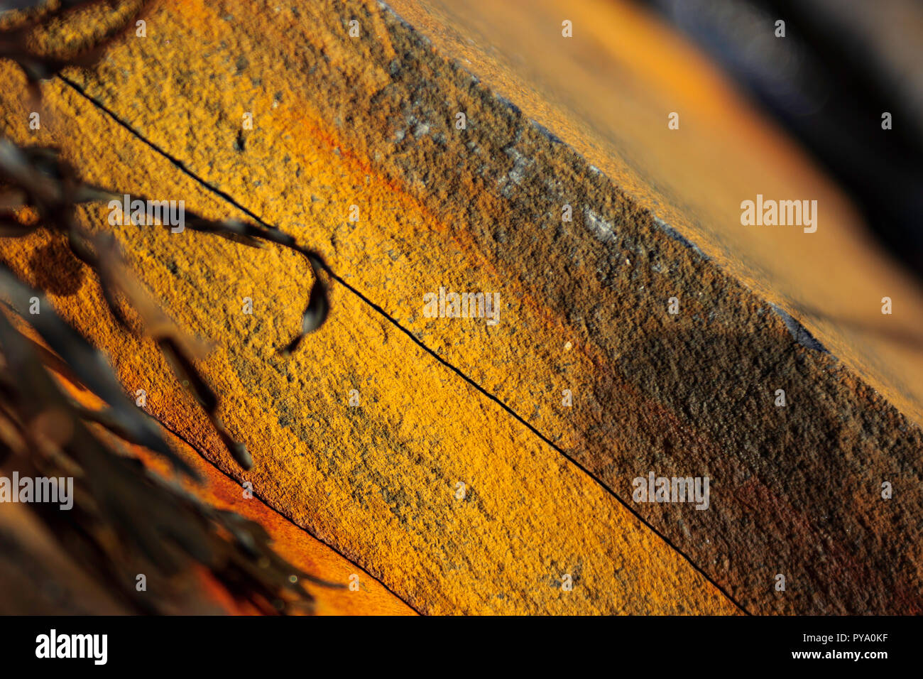 Algues orange Banque de photographies et d’images à haute résolution ...