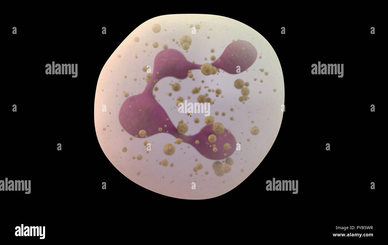 Vaisseau sanguin microscope Banque de photographies et d’images à haute ...
