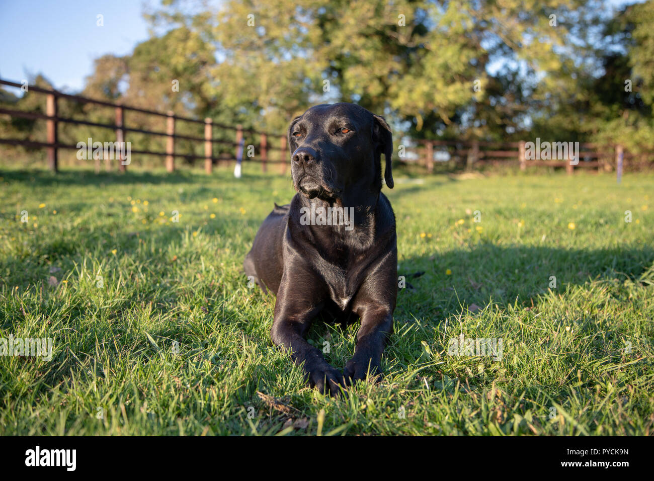 Labrador noir cross Rhodesian Ridgeback Photo Stock - Alamy