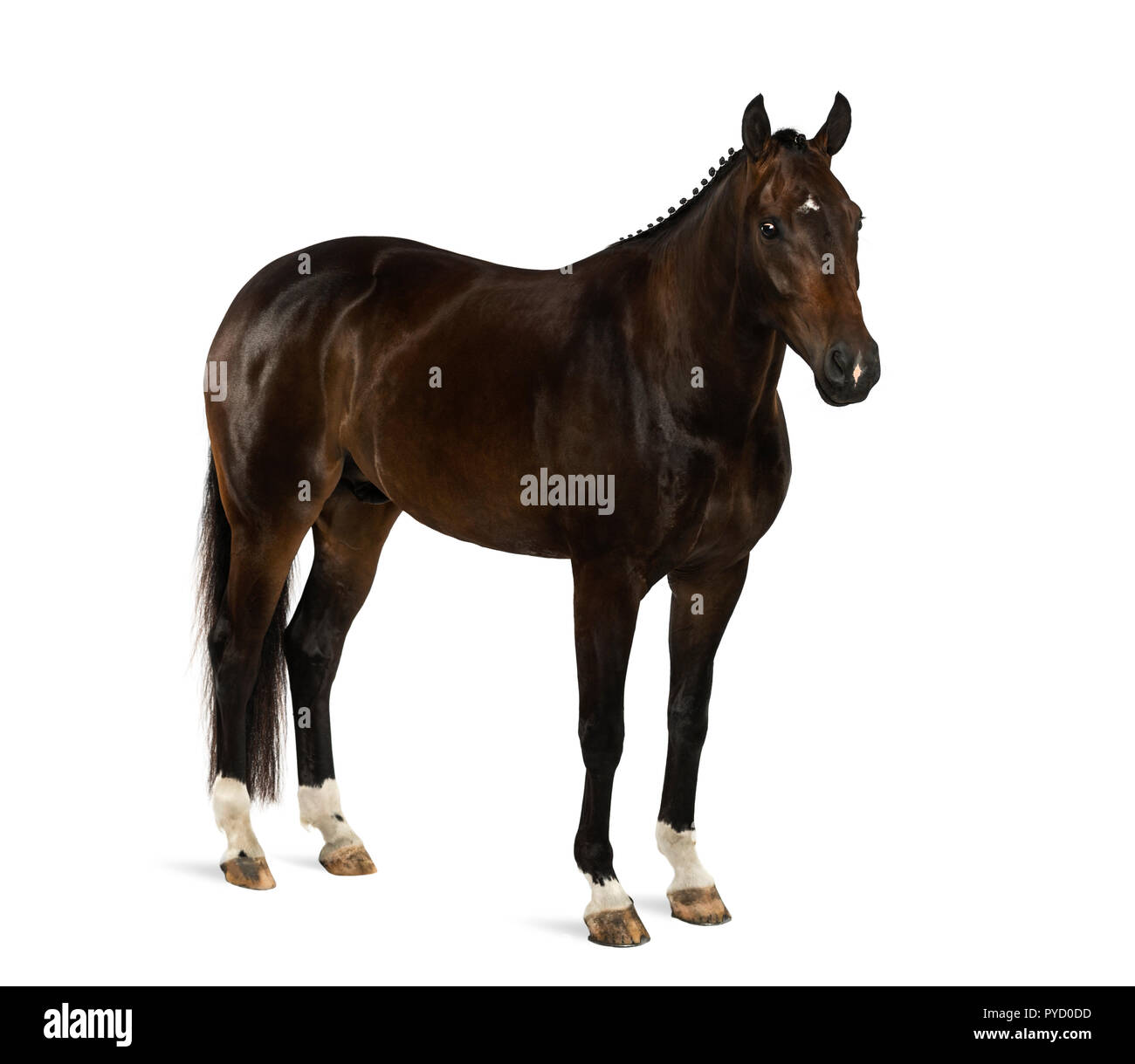 Cheval hollandais Banque d'images détourées - Alamy
