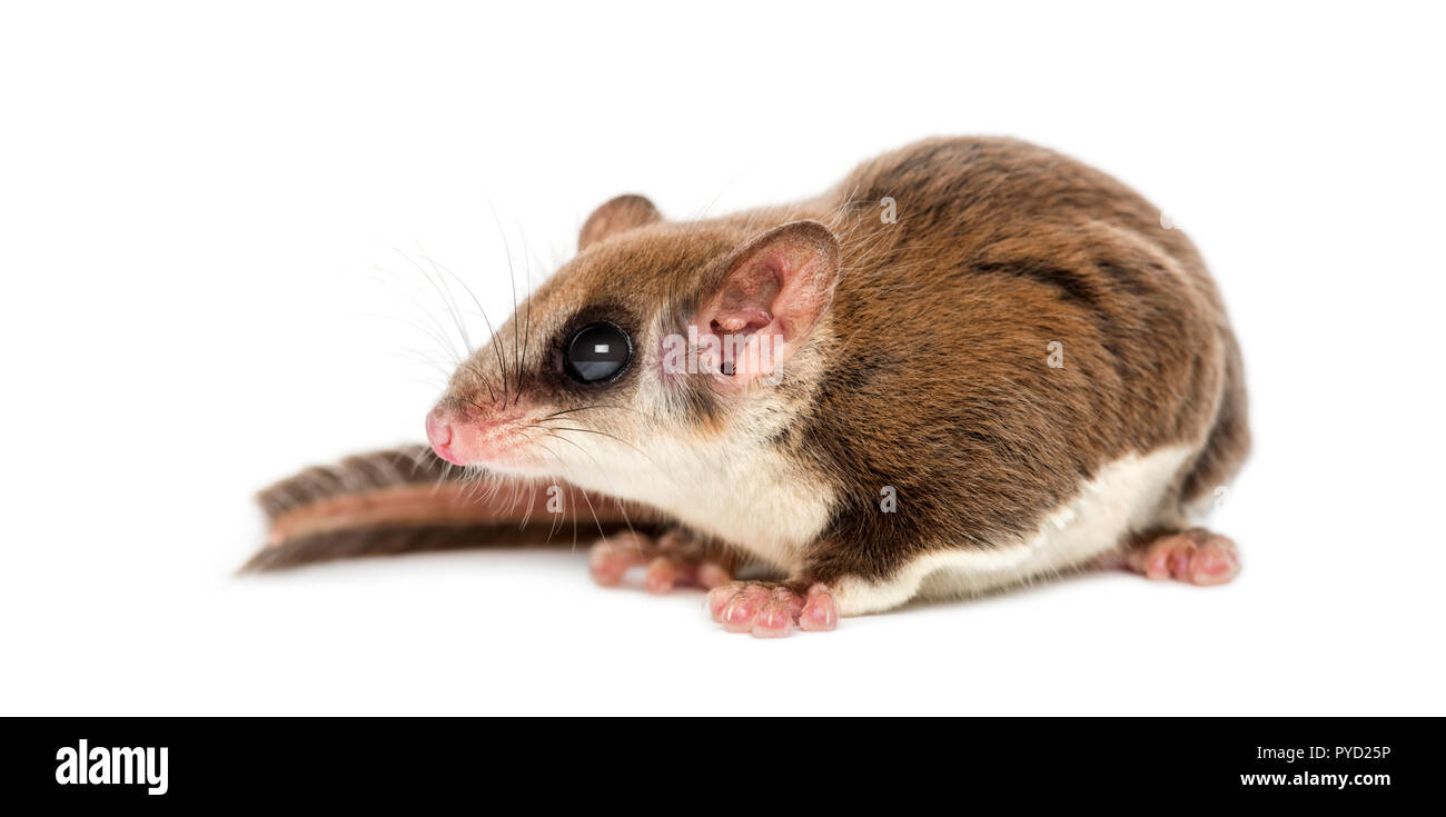 Feathertail glider Banque de photographies et d’images à haute ...