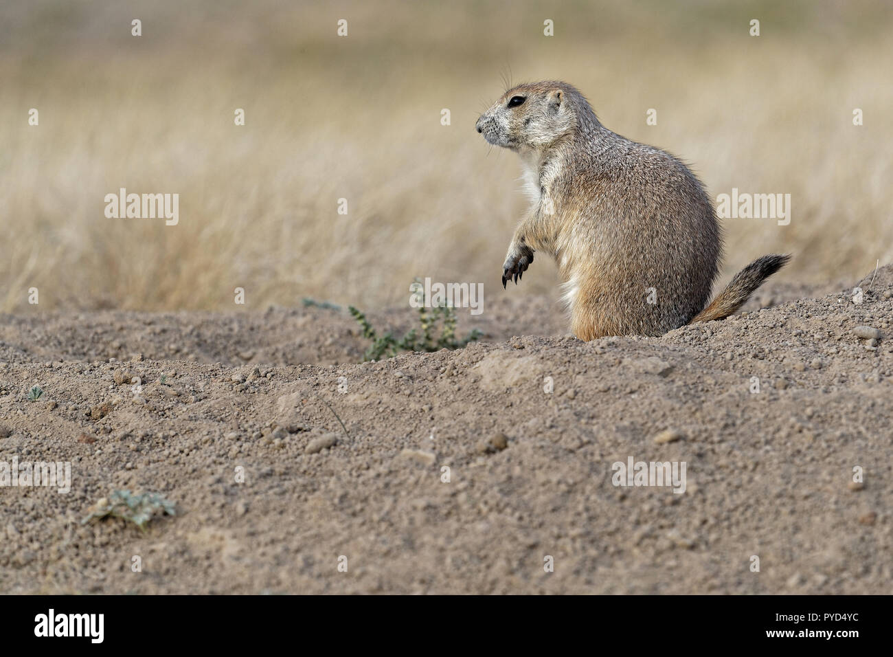 Chien De Prairie À Queue Noire Banque d'image et photos - Alamy