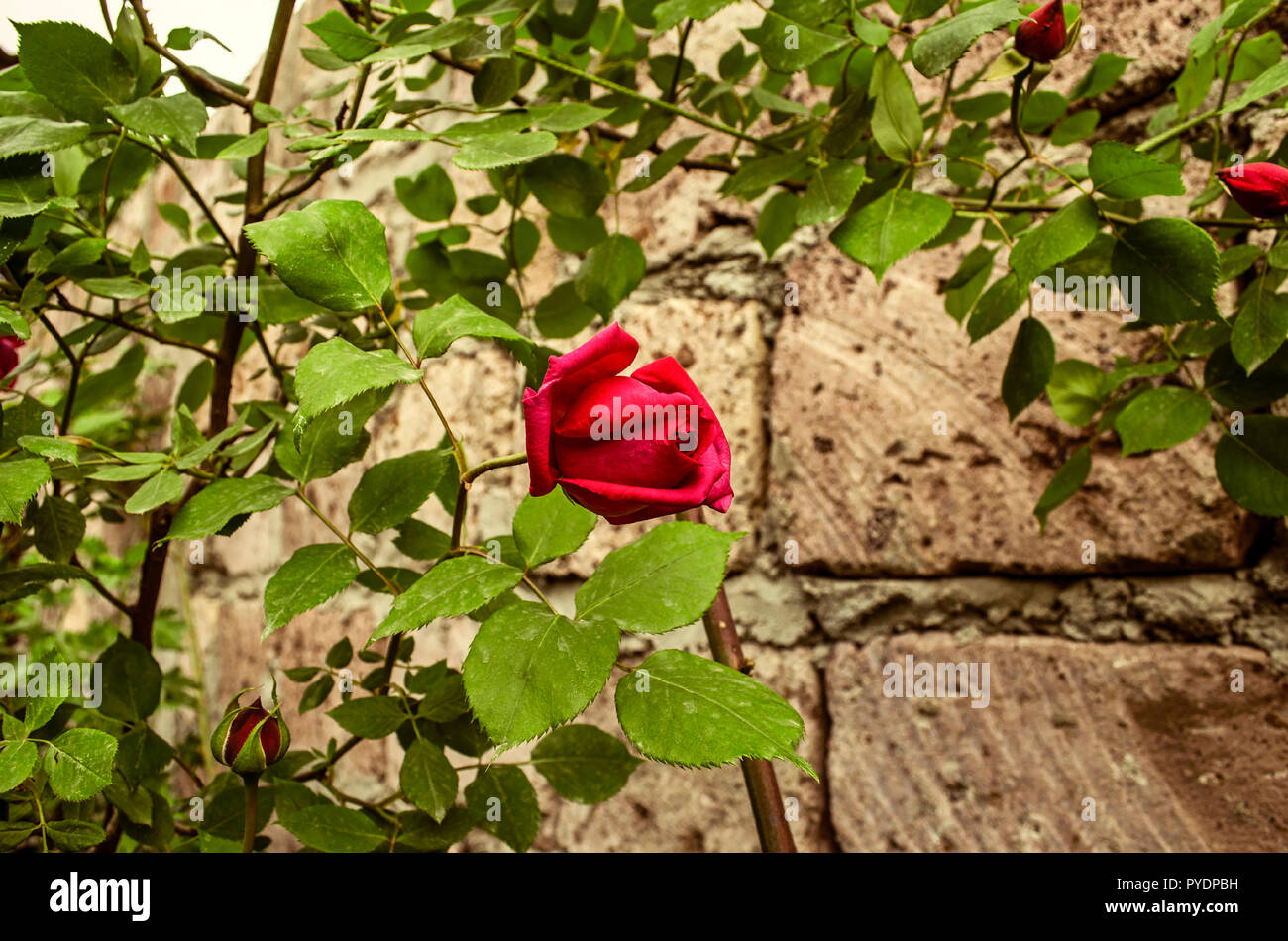 Ouvert de bourgeons rose rouge sur une branche élevée autour de la ...