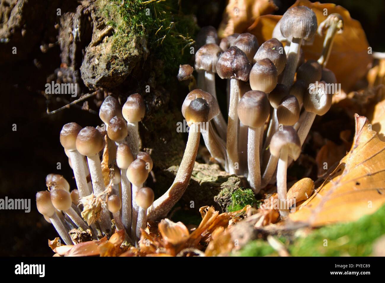 Petits champignons bruns Banque de photographies et d’images à haute résolution - Alamy